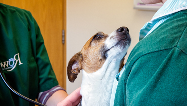 Vets in Bristol and Gloucestershire | Rowe Veterinary Group - Rowe Vet ...