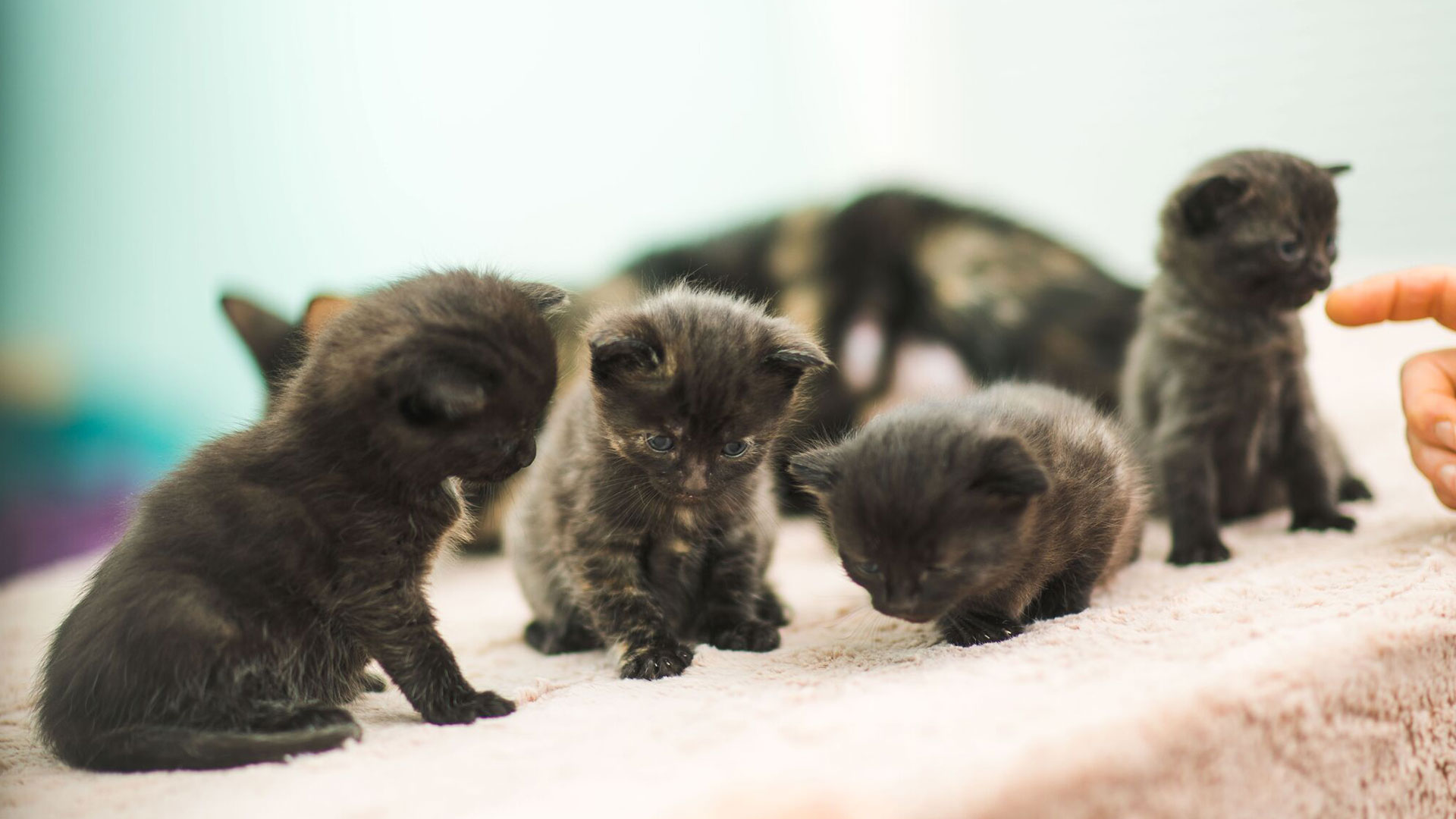 Shore Vets in Gourock - Shore Vet Centre